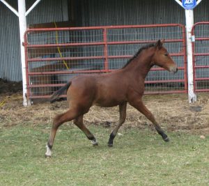 All About Baby Horses (with Cute Foal Photos) | LearningHorses.com