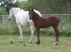 All About Baby Horses (with Cute Foal Photos) | LearningHorses.com