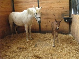 All About Baby Horses (with Cute Foal Photos) | LearningHorses.com