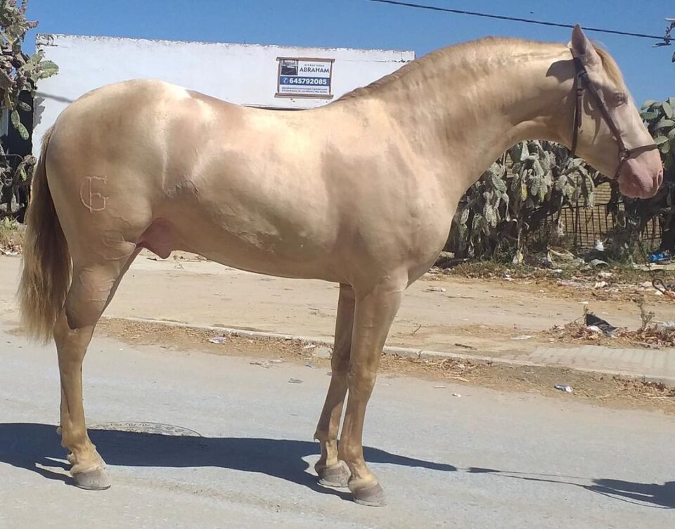 Smoky Cream Horse Color Explained | LearningHorses.com