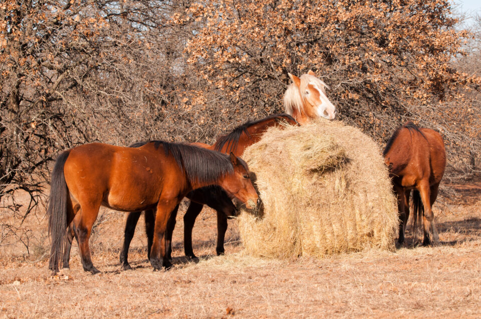 A Guide to Hay: Square Bales vs Round Bales | LearningHorses.com