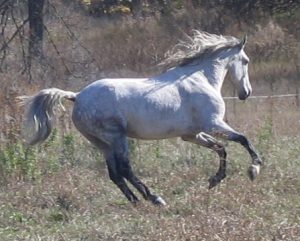 Grey Horses - Grooming, Genetics, & Care | LearningHorses.com