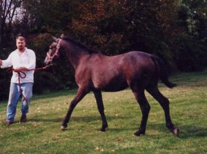 Grey Horses - Grooming, Genetics, & Care | LearningHorses.com
