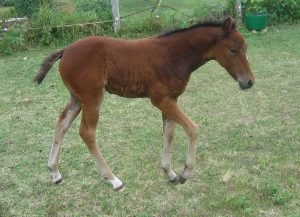 All About Baby Horses (with Cute Foal Photos) | LearningHorses.com