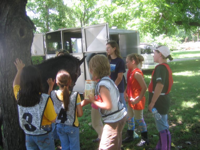 10 Things to Do with a Yearling Horse - Early Training | LearningHorses.com