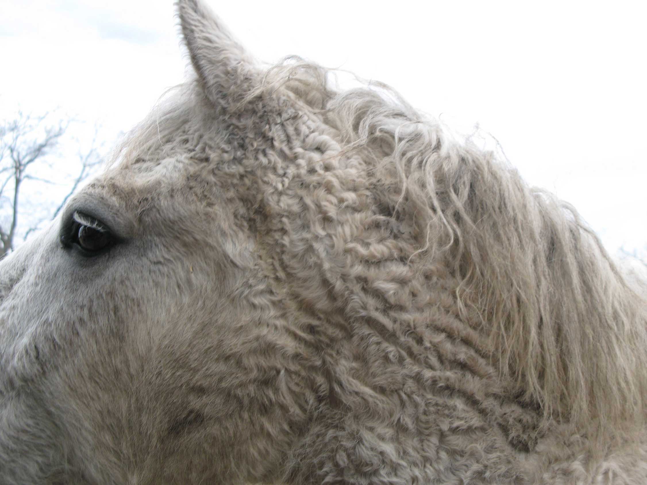 7 Ways to Tell if Your Horse Might be a Curly Horse | LearningHorses.com