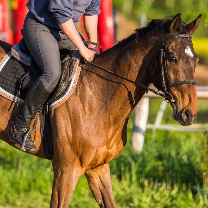 Horse Jobs that Pay Well: 8 Surprising High-Income Equine Careers ...