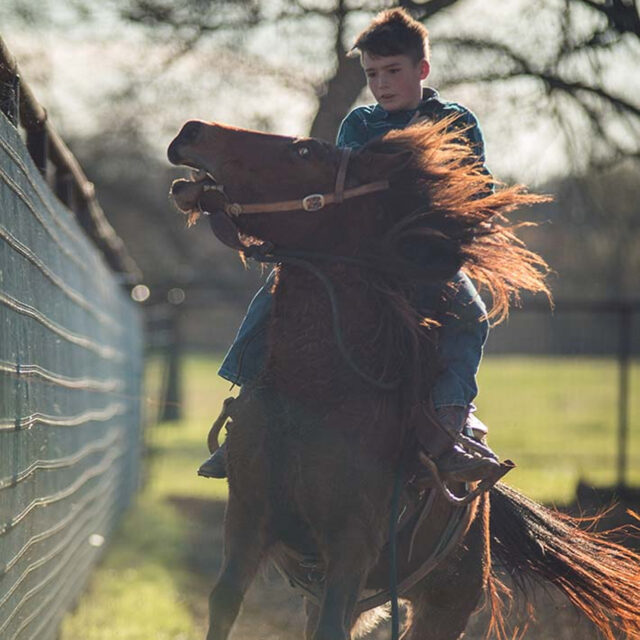 White Mares: Myth, Folklore, & Fact | LearningHorses.com
