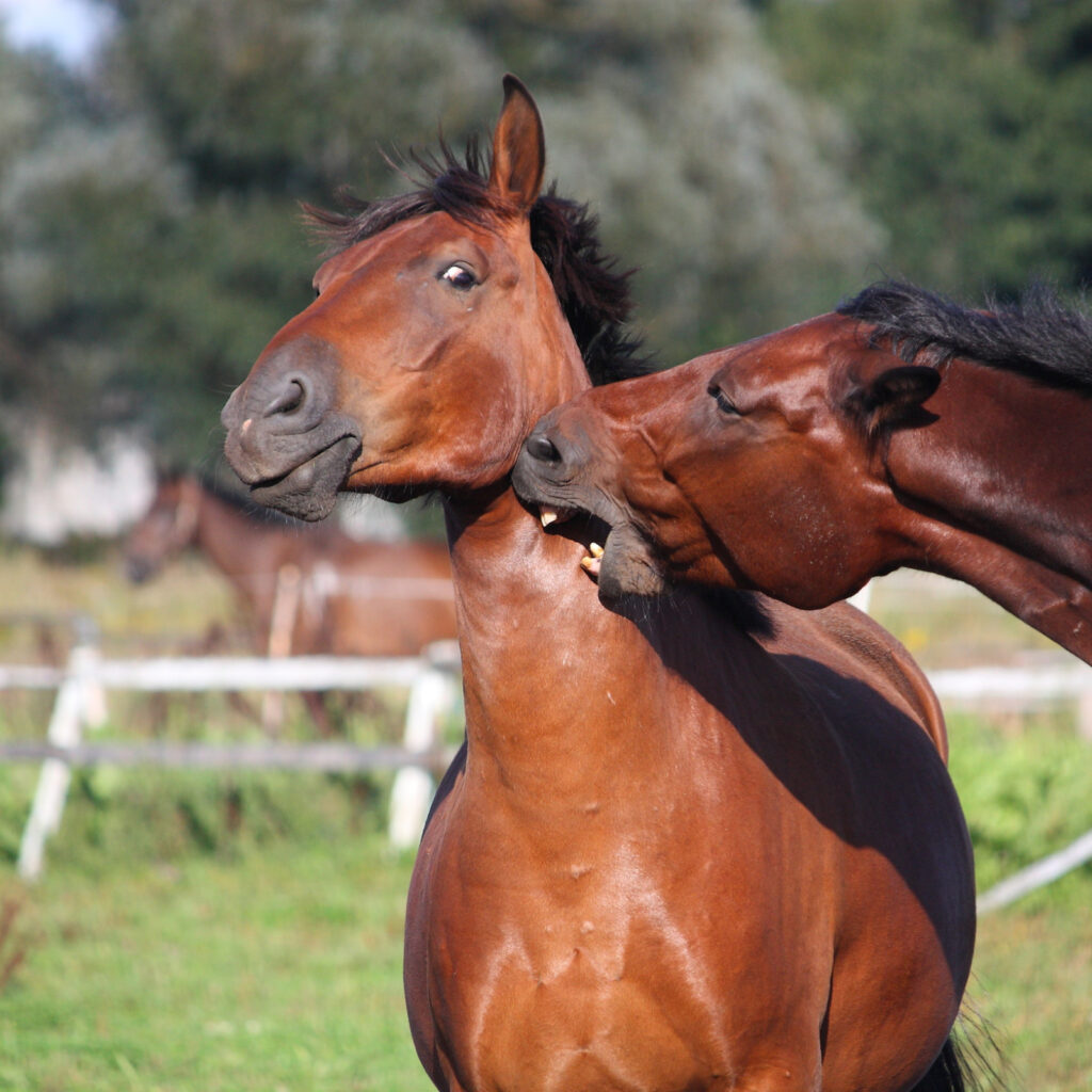 Horse Behavior Archives | LearningHorses.com