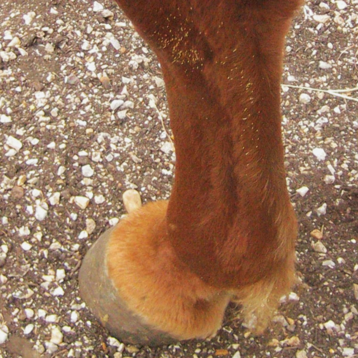 How to Recognize Bot Eggs on a Horse | LearningHorses.com
