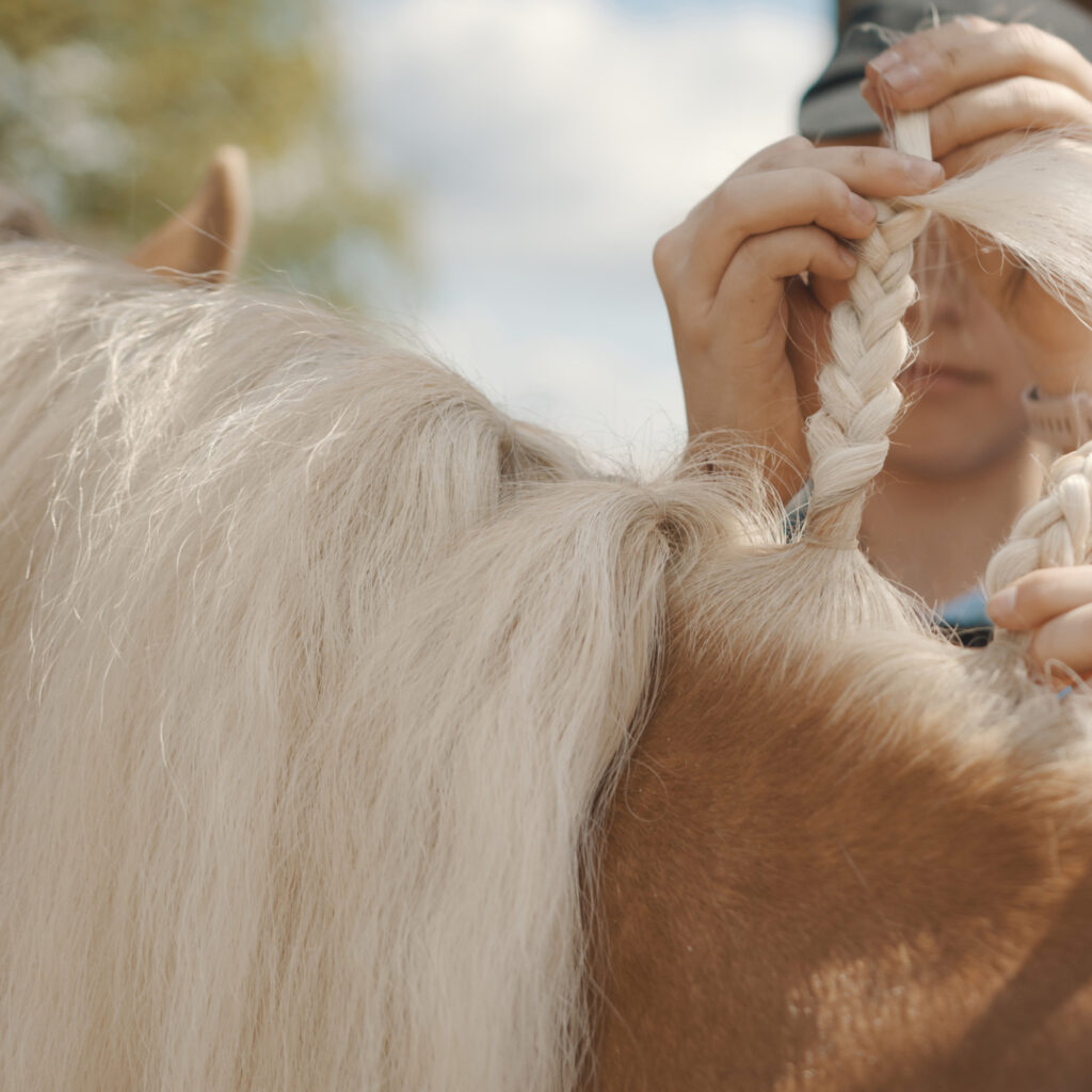 Braiding a Horse Mane to Make it Grow Longer | LearningHorses.com