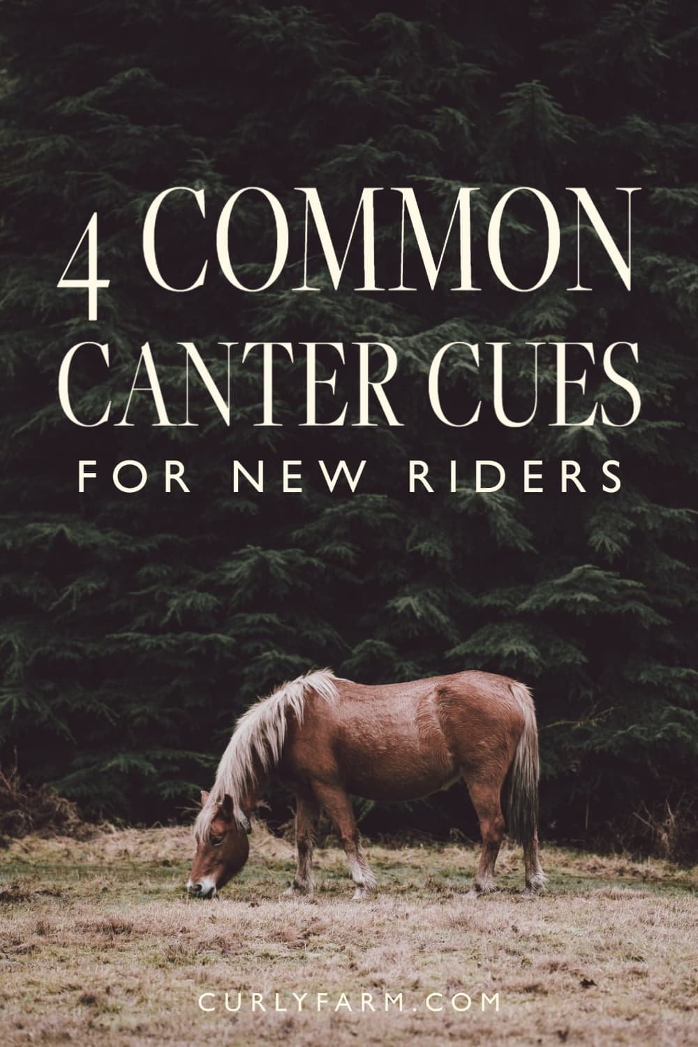 Riding a Horse's Canter: Beginner's Guide | LearningHorses.com