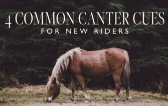 Riding a Horse's Canter: Beginner's Guide | LearningHorses.com
