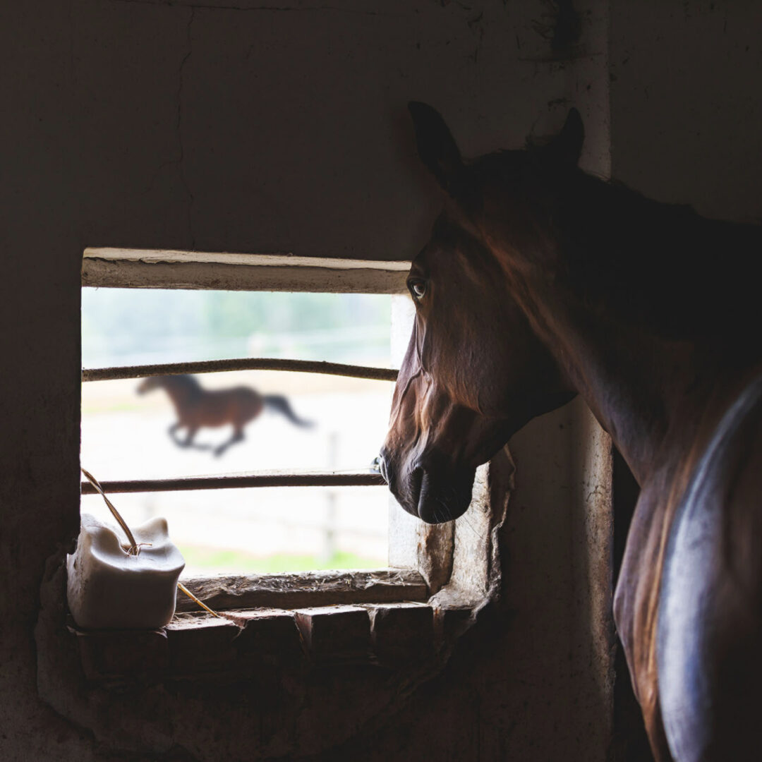 Horse Behavior Archives | LearningHorses.com