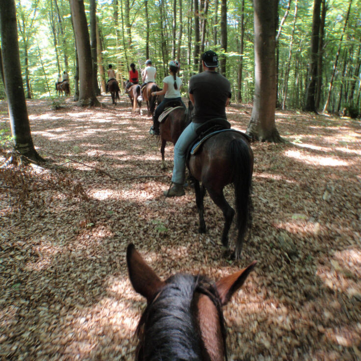 Best Horse Shedding Tools for Managing Spring Shedding | LearningHorses.com