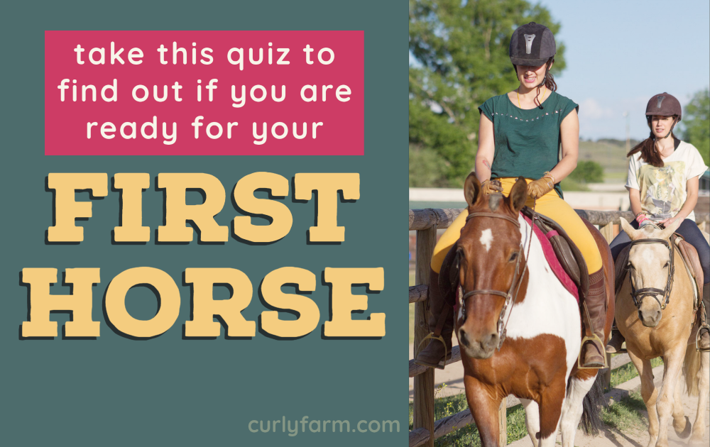 Quiz: Are you Ready to Buy your First Horse? | LearningHorses.com