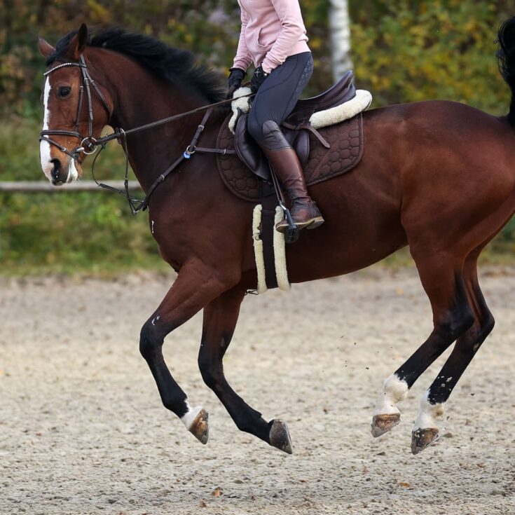 Riding a Horse's Canter: Beginner's Guide | LearningHorses.com