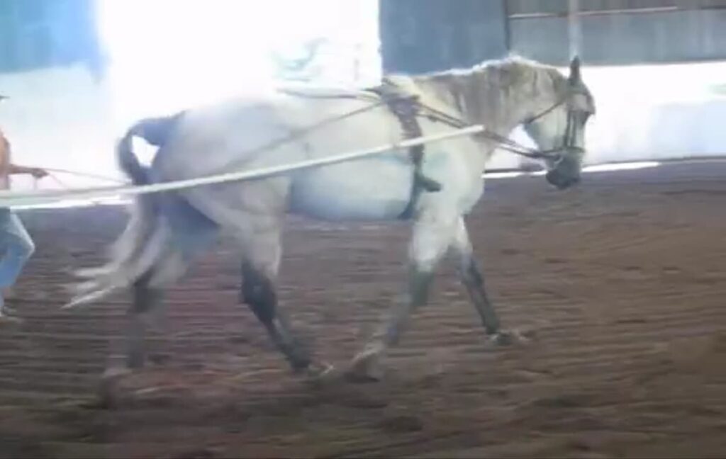 Teaching a Horse to Drive using a DIY Training Cart | LearningHorses.com