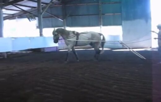 Teaching a Horse to Drive using a DIY Training Cart | LearningHorses.com