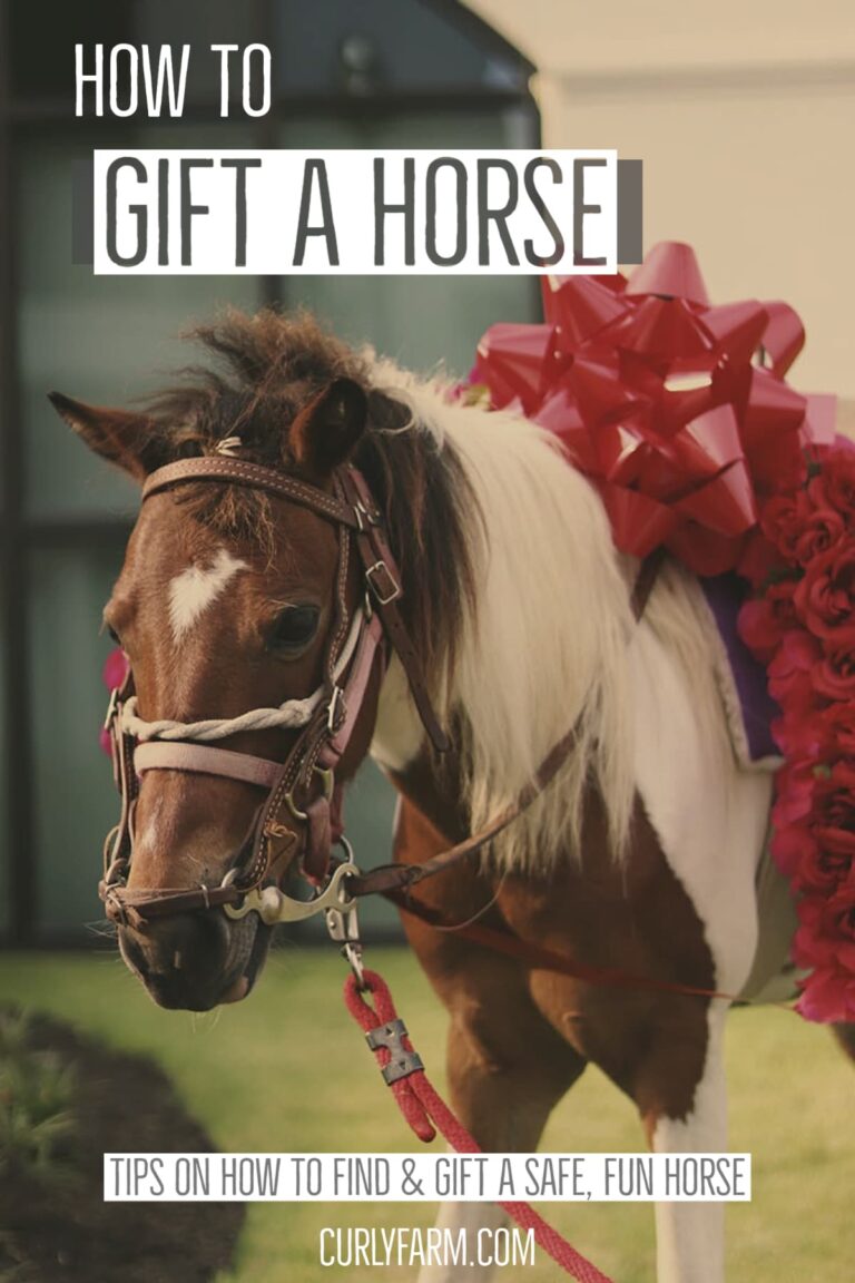 How to Gift a Horse as a Christmas Present | LearningHorses.com