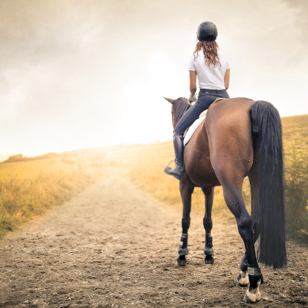 Horse Ears & How They Communicate Meaning | LearningHorses.com