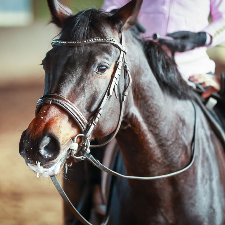 Working With Horses: 5 Ways to Get a Job in the Equine Industry ...
