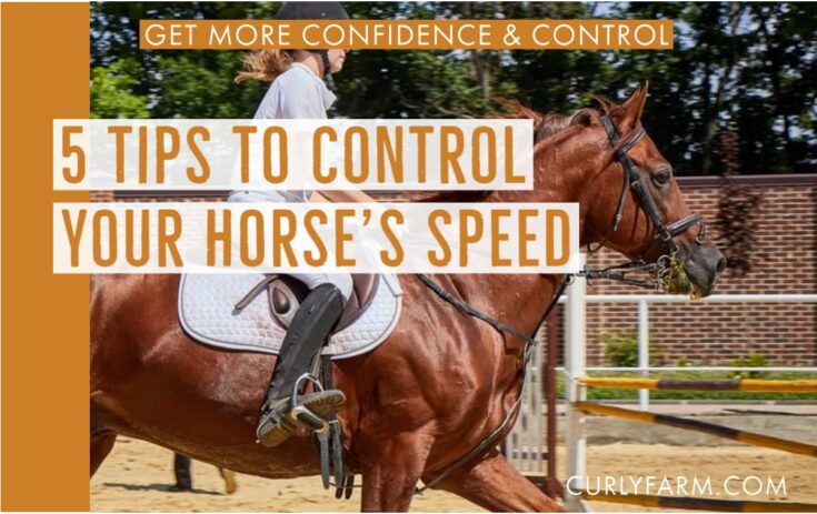 Slow Down a Fast Horse Gait: Speed Control the Walk, Trot, & Canter ...