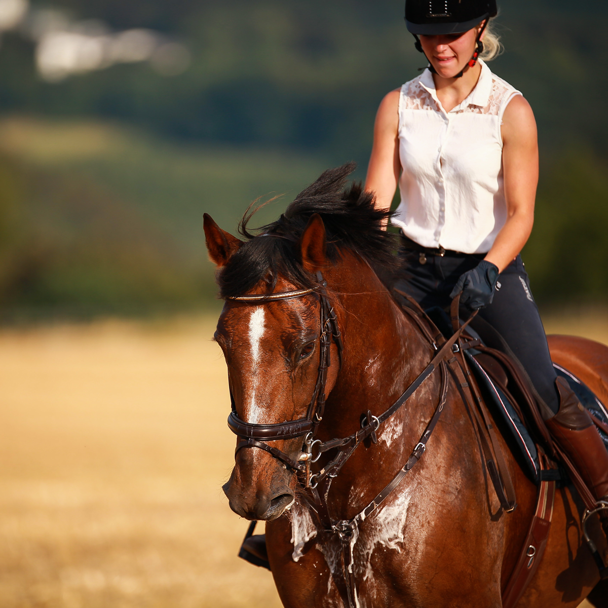 How to Pet a Horse | A Simple Guide for the Horse-Clueless ...