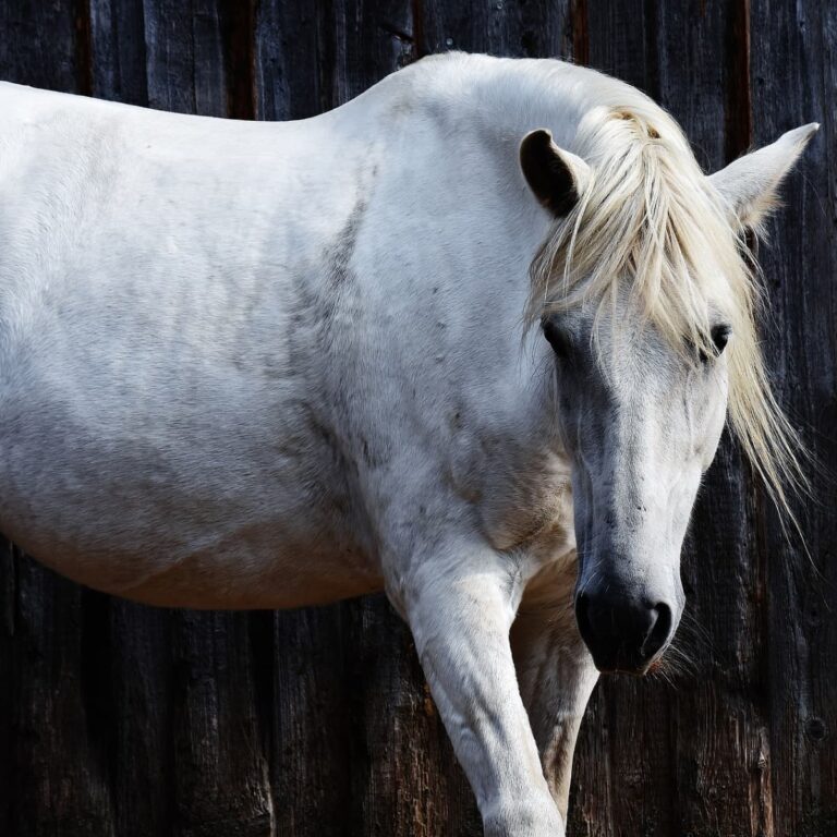 White Mares: Myth, Folklore, & Fact | LearningHorses.com