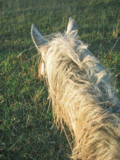 Horse Tail Rubbing: How to Stop & Regrow Tails Fast | LearningHorses.com