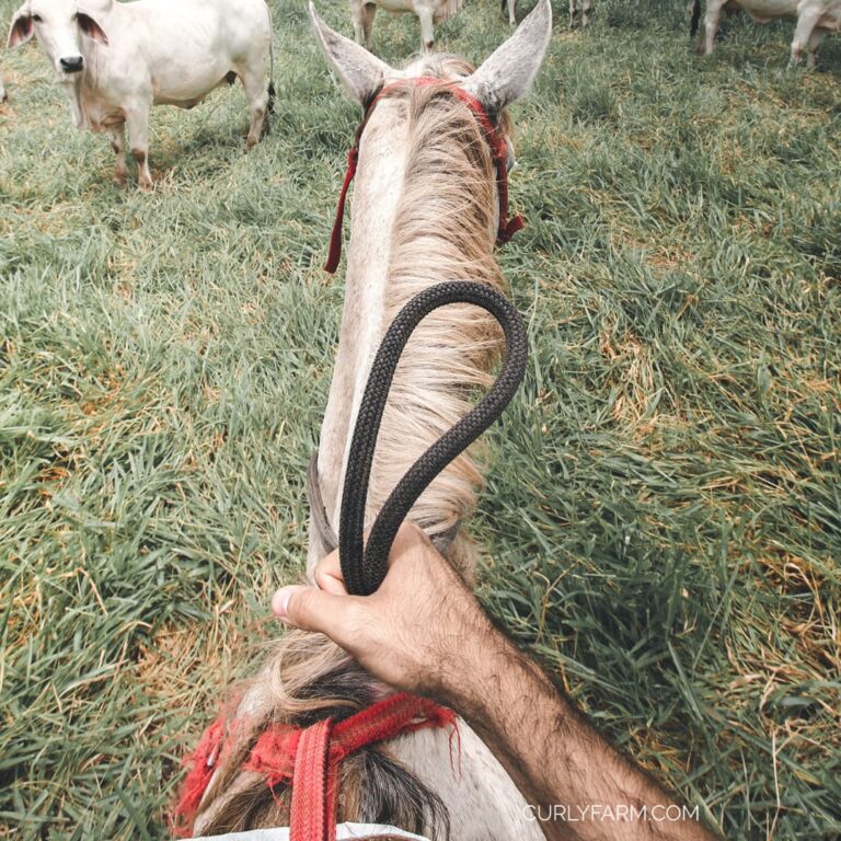 Horse Rental 101: A Guide to Renting a Horse | LearningHorses.com