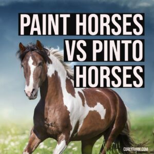 How to Tell the Difference Between Paint & Pinto Horses ...
