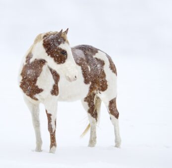 How to Tell the Difference Between Paint & Pinto Horses ...
