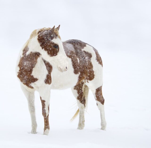 How to Tell the Difference Between Paint & Pinto Horses ...