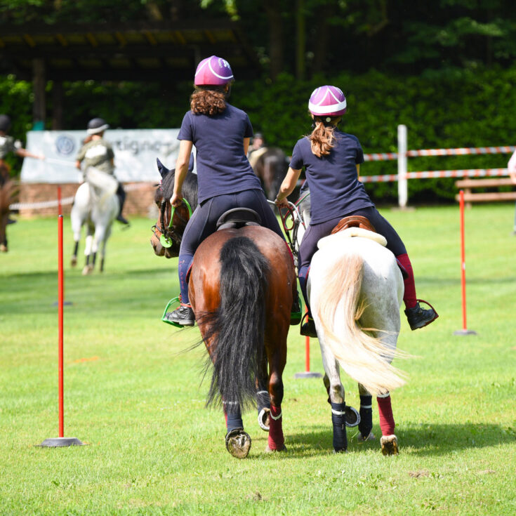 Best Horse Shedding Tools for Managing Spring Shedding | LearningHorses.com