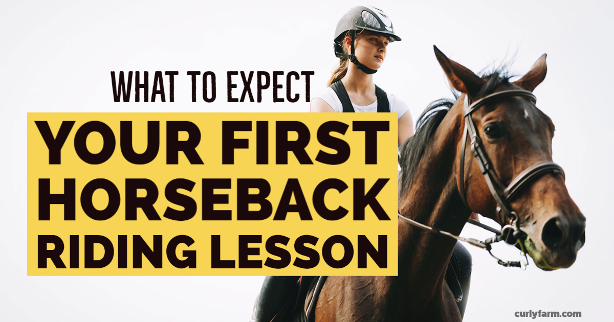 Horseback Riding Lessons: How to Start & What to Expect ...
