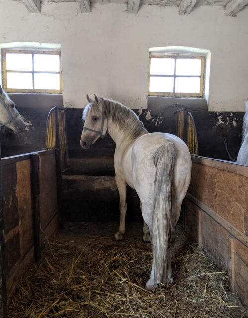 Cheap Horse Stall Ideas: Four DIY Solutions | LearningHorses.com