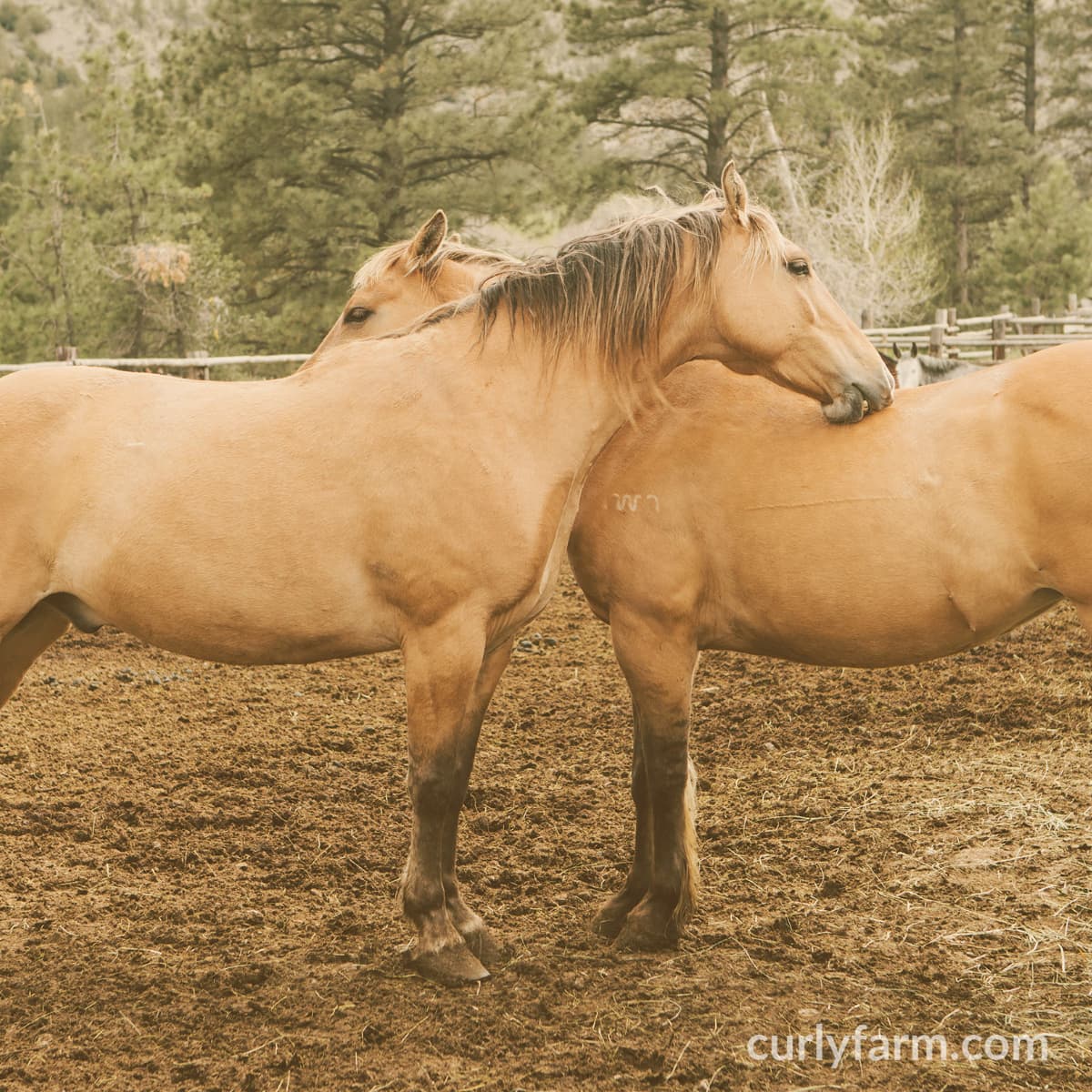 Stabling Horses: 4 Options for Shared Stalls & Herd Stables ...