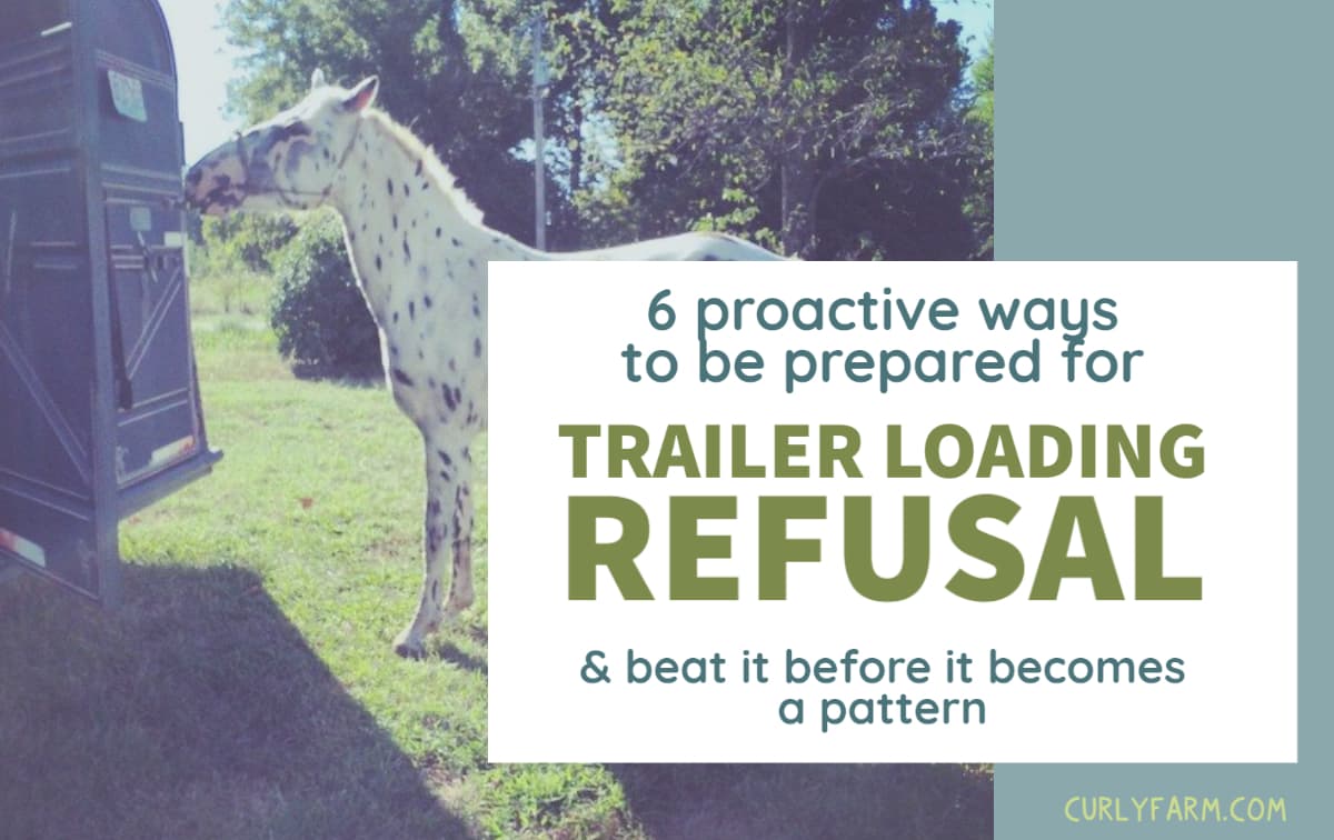 Tips and Tricks for Loading a Horse that Won't Walk into a Trailer ...