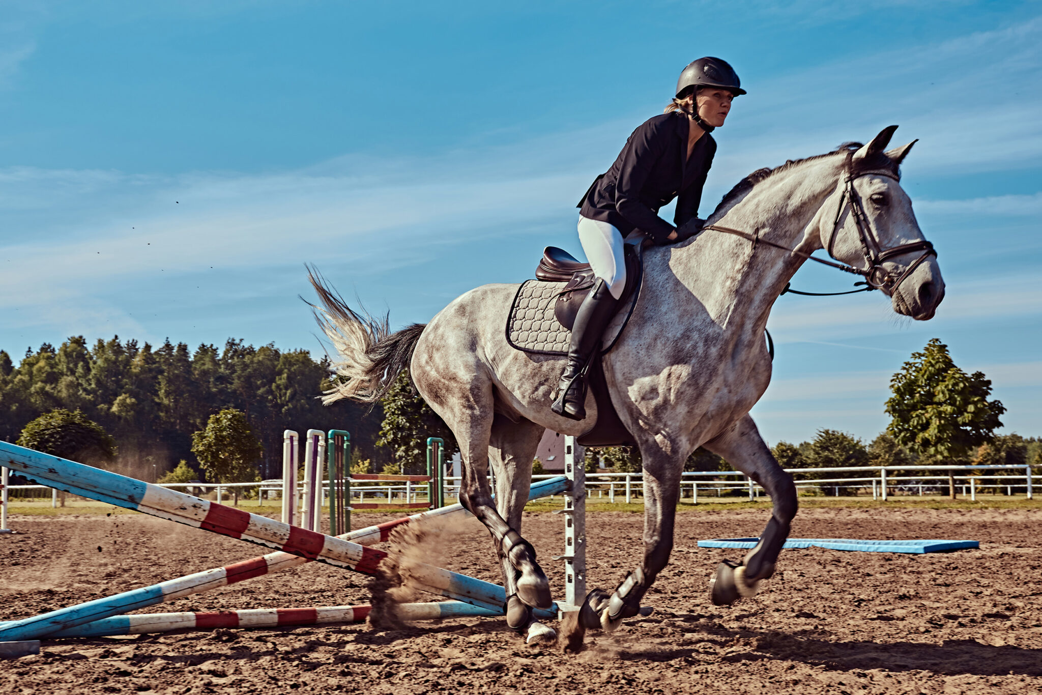 Grey Horses - Grooming, Genetics, & Care | LearningHorses.com