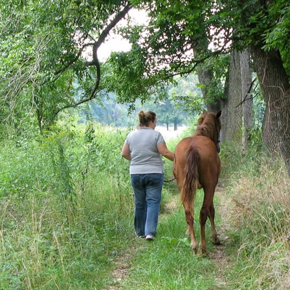 10 Things to Do with a Yearling Horse - Early Training | LearningHorses.com