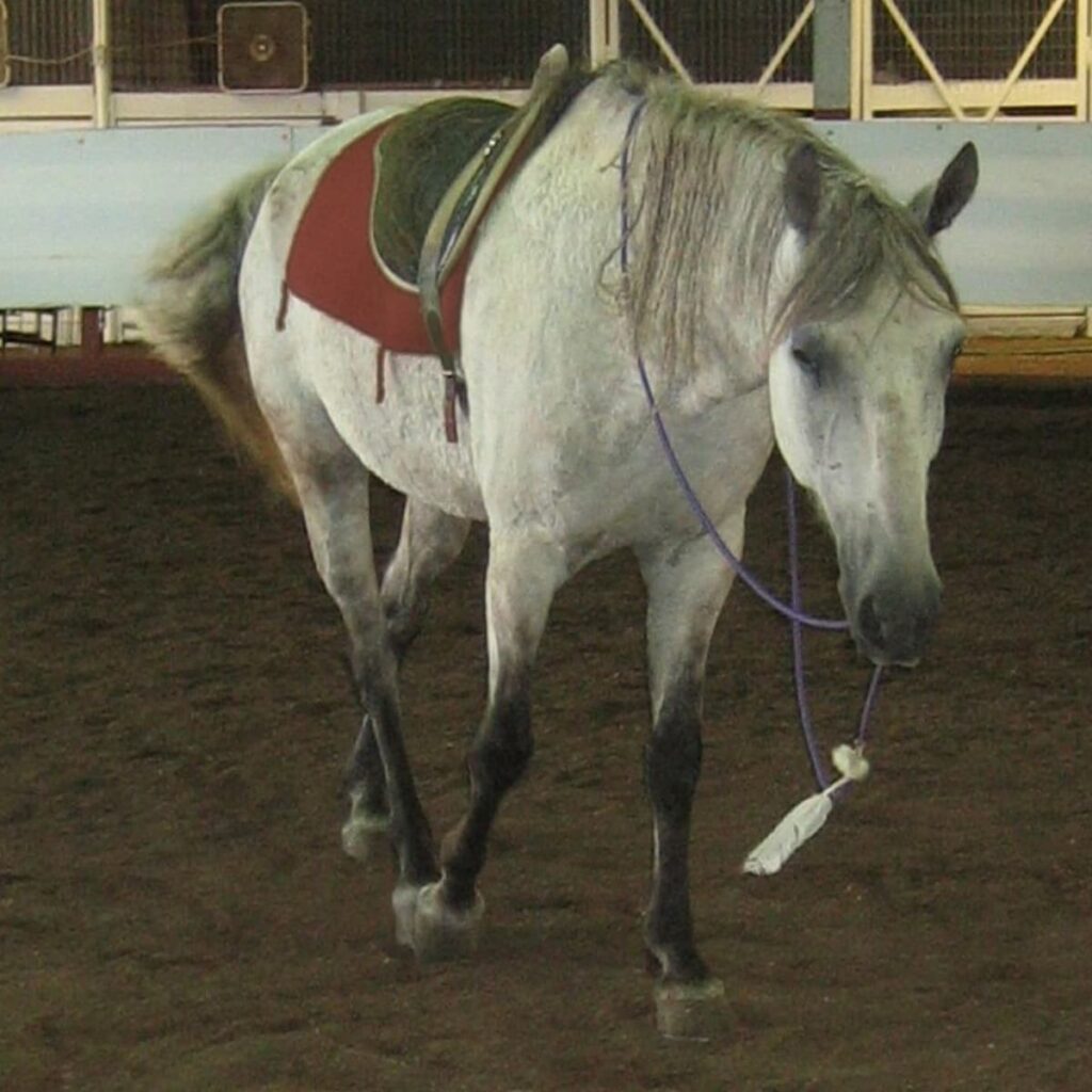 War Bridles | How to Use a Native American Bridle with Your Horse ...