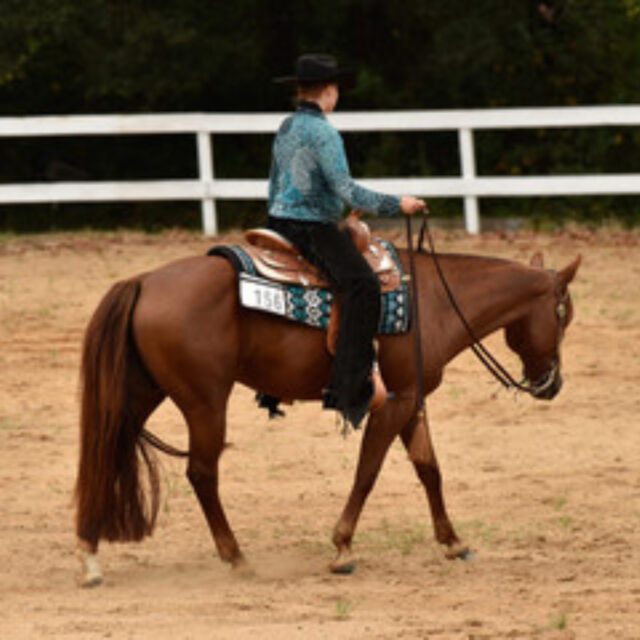 Brown Horses: Horse Color Guide + Photos | LearningHorses.com