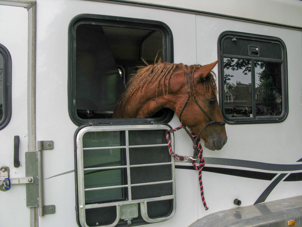 Tips and Tricks for Loading a Horse that Won't Walk into a Trailer ...