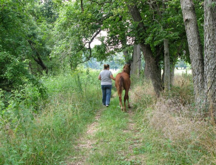 10 Things to Do with a Yearling Horse - Early Training | LearningHorses.com