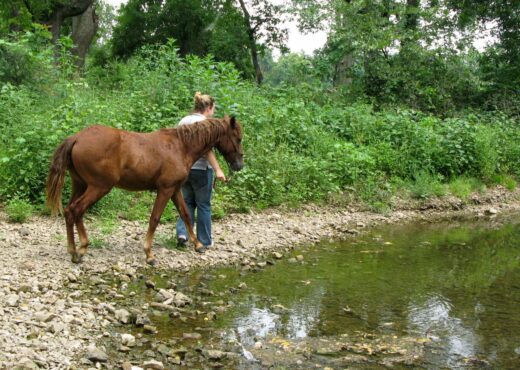 10 Things to Do with a Yearling Horse - Early Training | LearningHorses.com