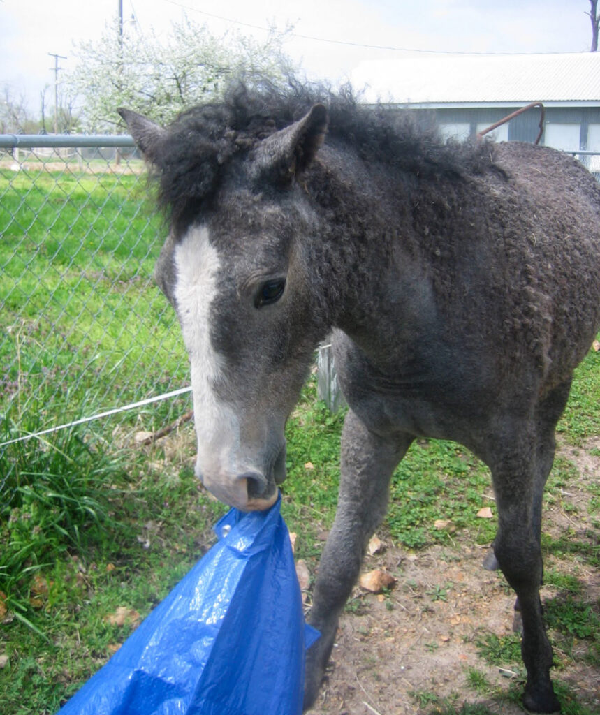 10 Things to Do with a Yearling Horse - Early Training | LearningHorses.com