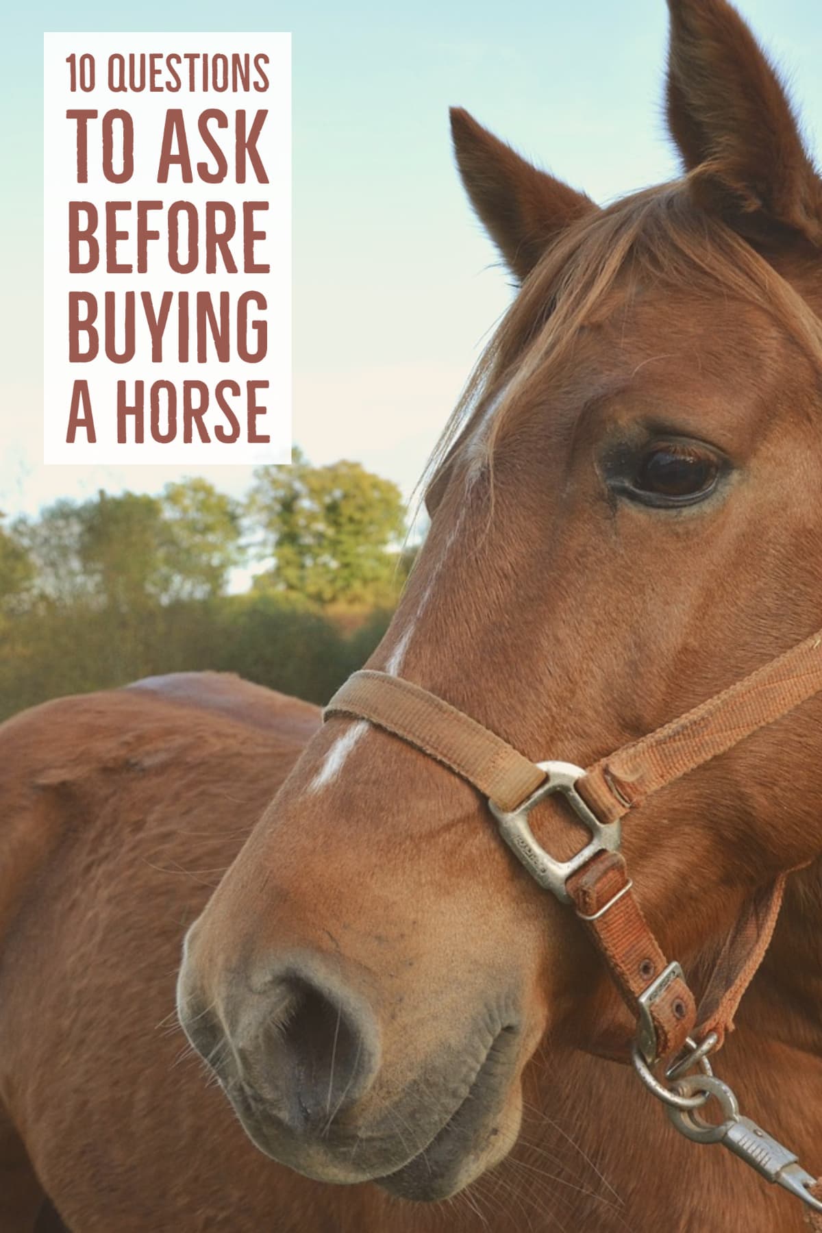🙋🏽‍♂️10 Questions to Ask When Buying a Horse | LearningHorses.com