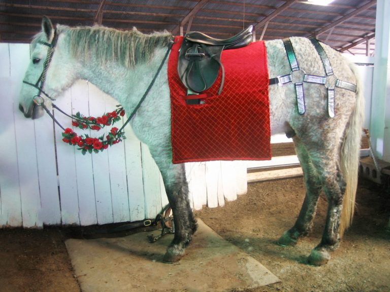 DIY Horse Costume: How to Make Basic Renaissance Tack | LearningHorses.com