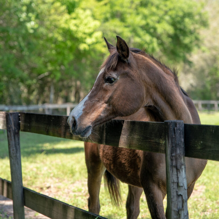 Old Horses - Riding, Care, & When to Retire | LearningHorses.com